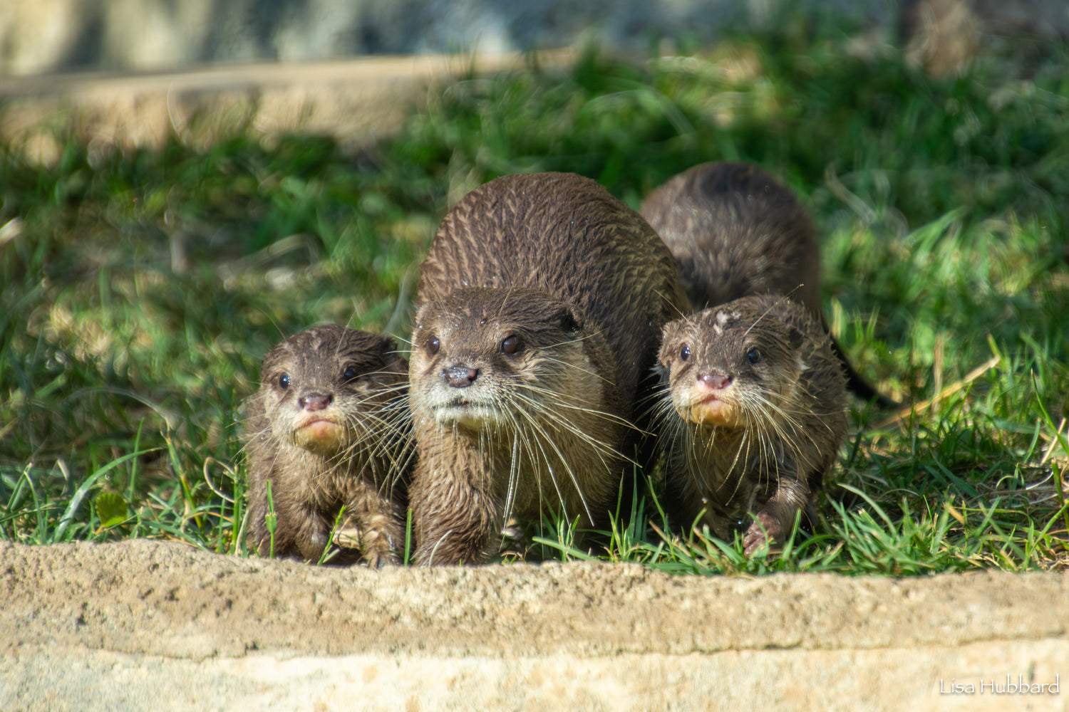 Shop Cincinnati Zoo – shopcincinnatizoo