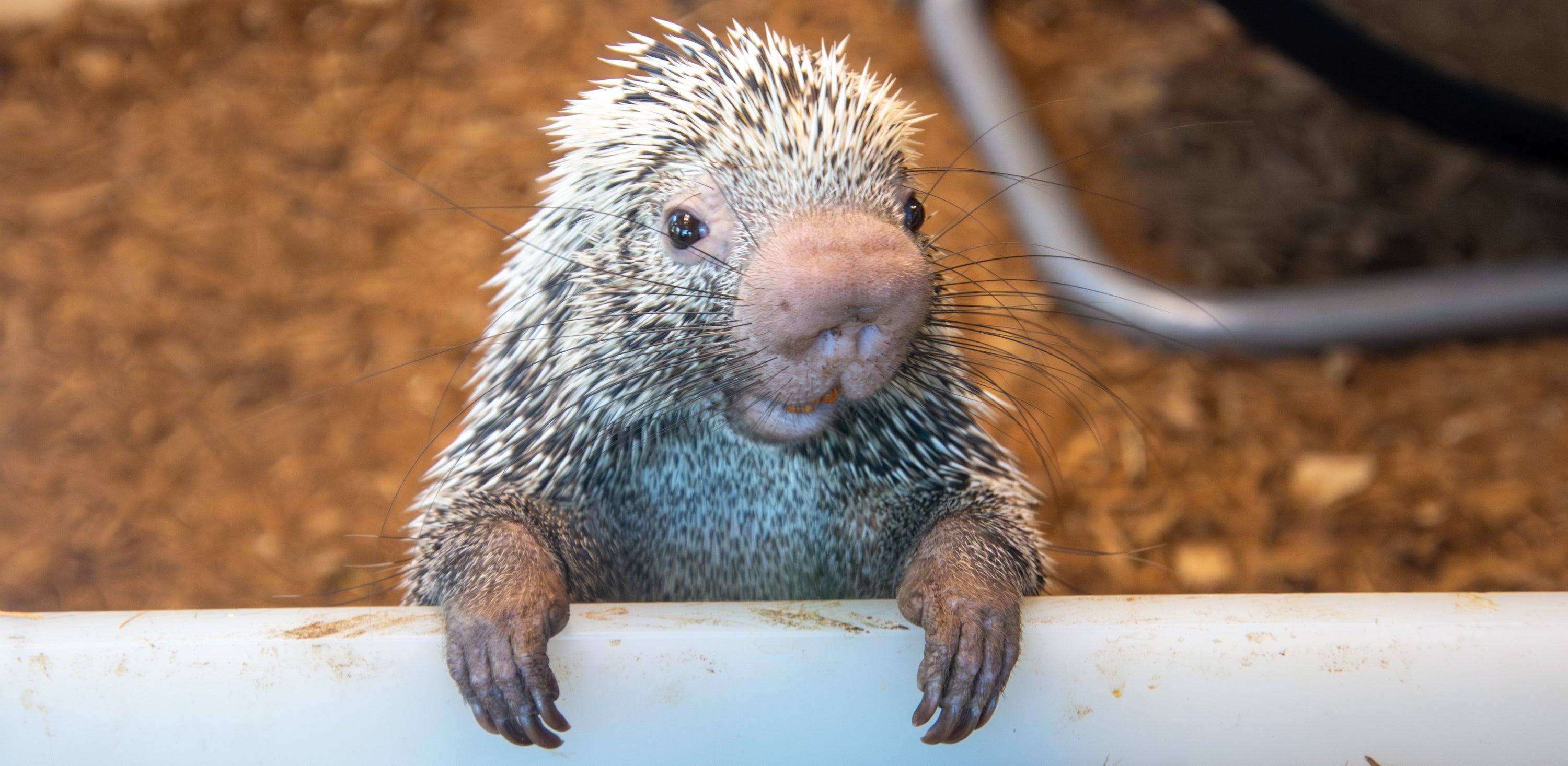 Shop Cincinnati Zoo – shopcincinnatizoo